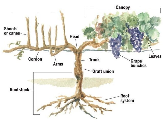 Cultivation practice of Grape in Nepal ppt. | PPTX | Gardening | Home ...