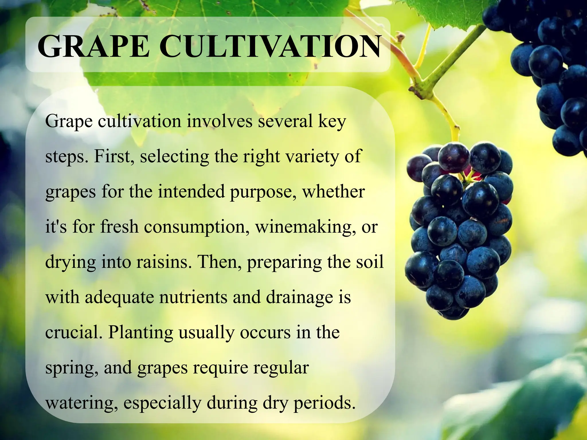 grapes ppt grapes ppt grapes ppt and grapes and grapes | PPT