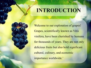 grapes ppt grapes ppt grapes ppt and grapes and grapes | PPT