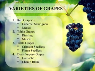 grapes ppt grapes ppt grapes ppt and grapes and grapes | PPTX
