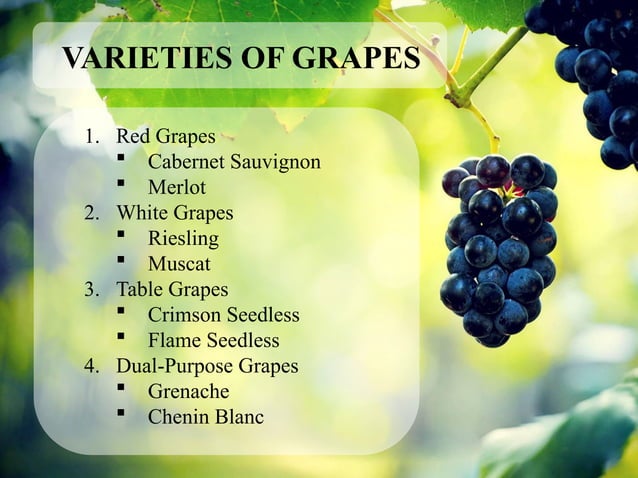 grapes ppt grapes ppt grapes ppt and grapes and grapes | PPT