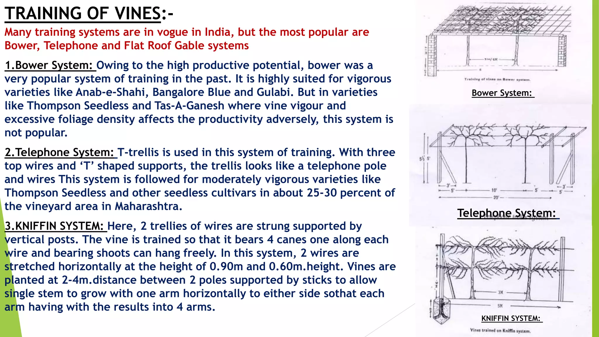Grapes(vitis vinifera) ppt | PPTX