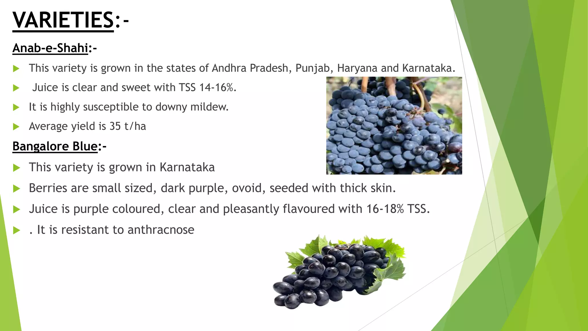 Grapes(vitis vinifera) ppt | PPTX