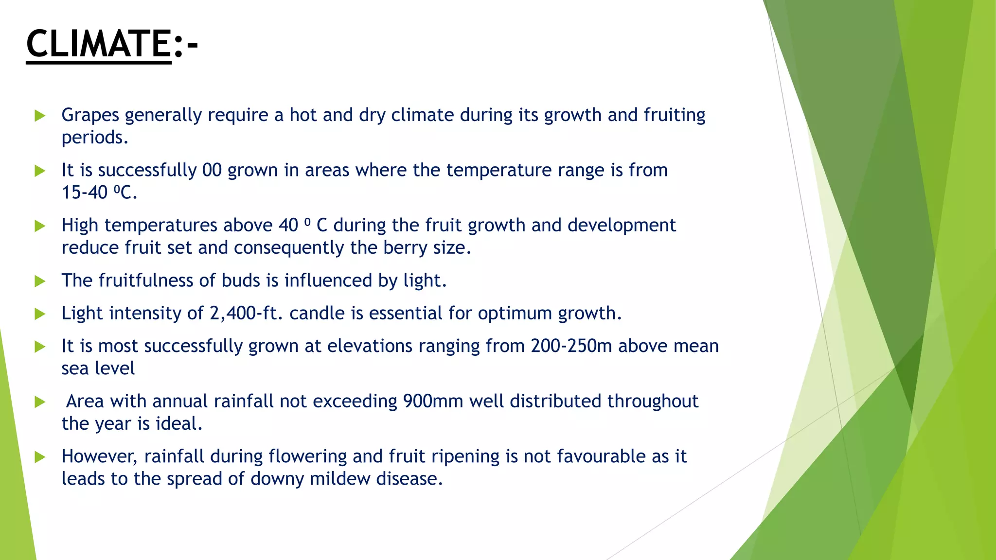 Grapes(vitis vinifera) ppt | PPTX