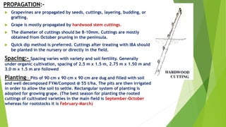 Grapes(vitis vinifera) ppt | PPTX