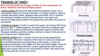 Grapes(vitis vinifera) ppt | PPTX