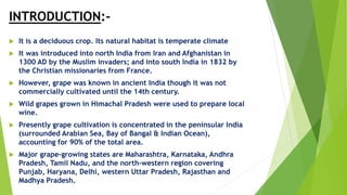 Grapes(vitis vinifera) ppt | PPTX