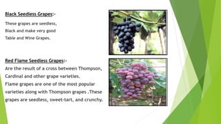 Grapes(vitis vinifera) ppt | PPTX