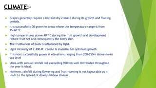 Grapes(vitis vinifera) ppt | PPTX