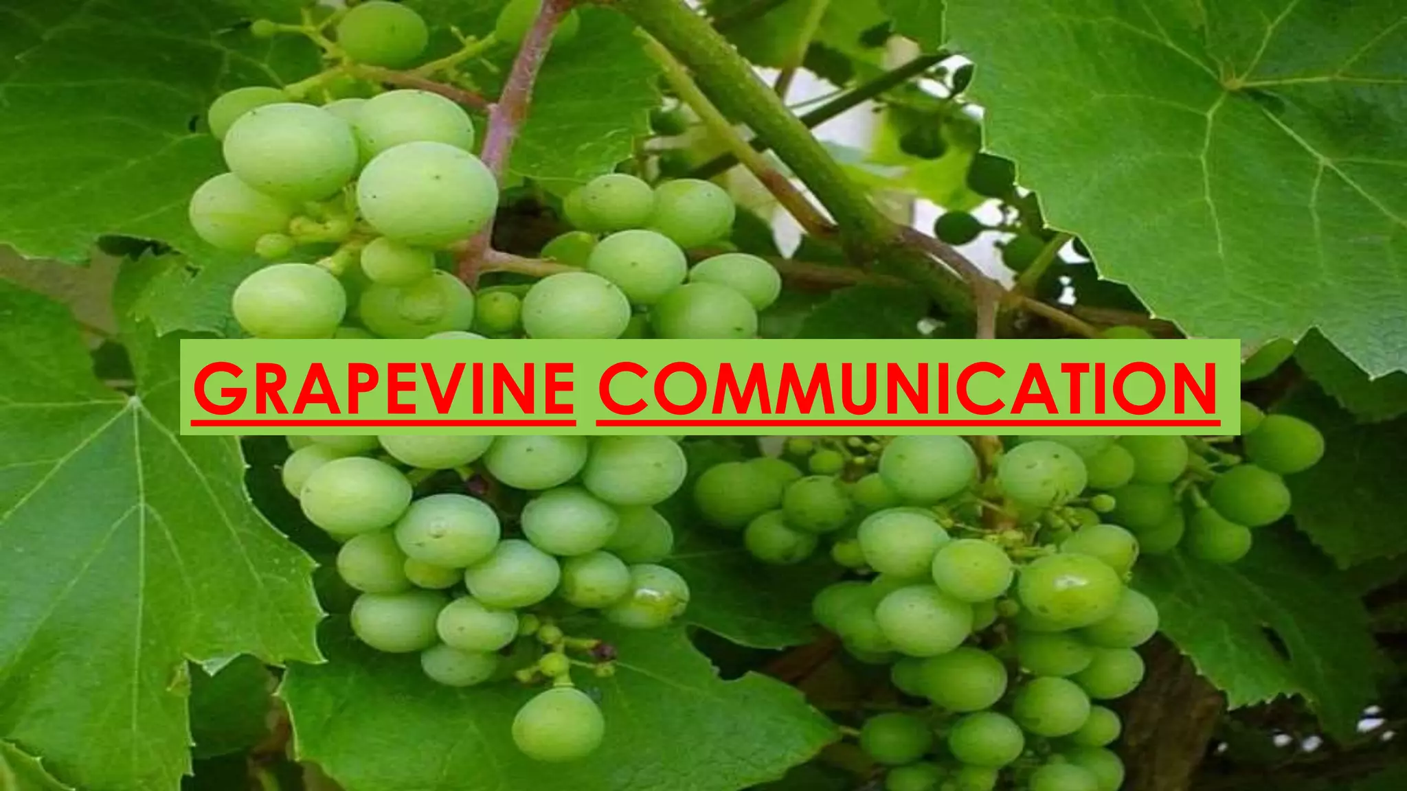 Grapevine communication | PPTX