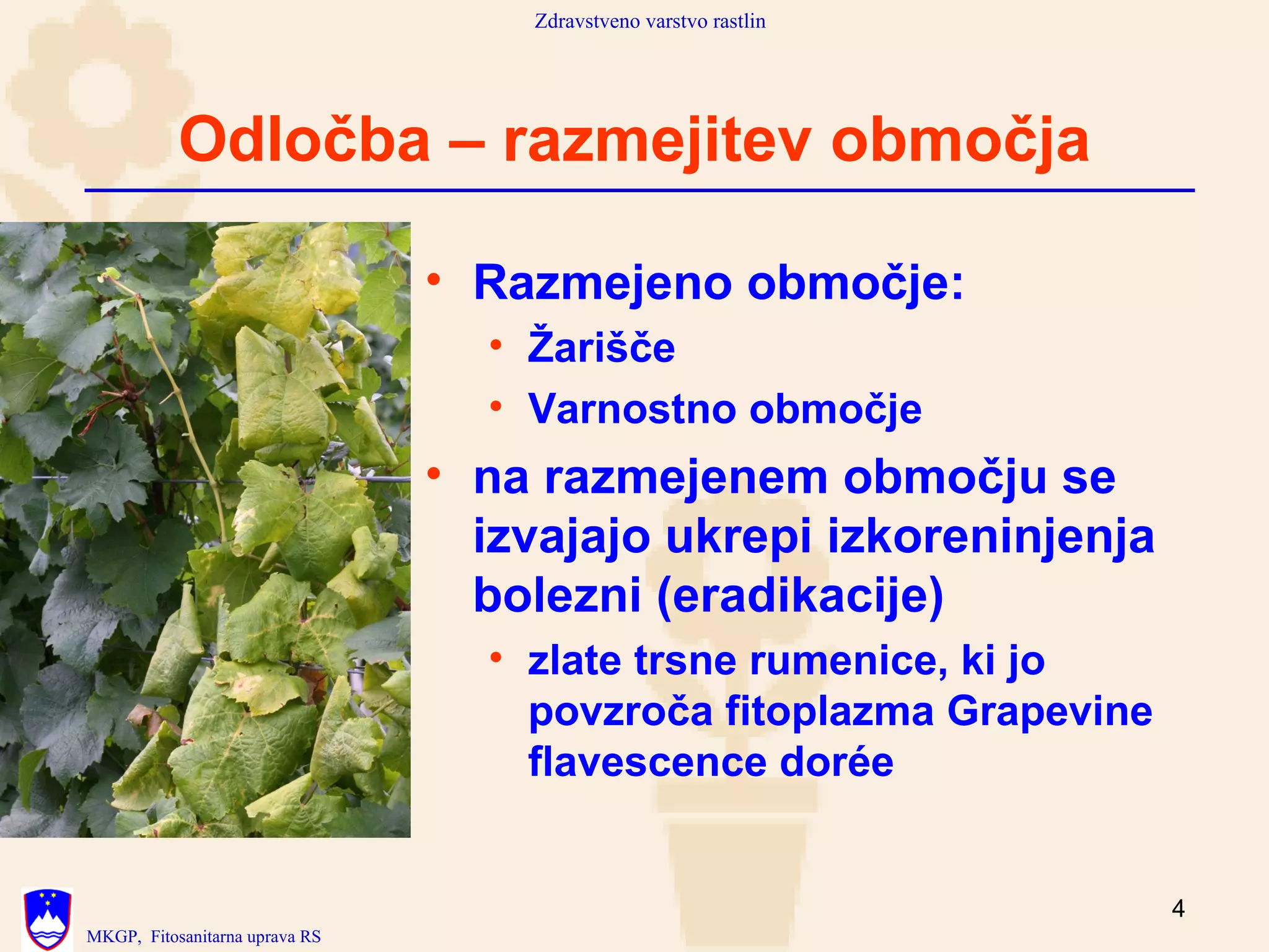 Grapevine Flavescence doree 2006 | PPT