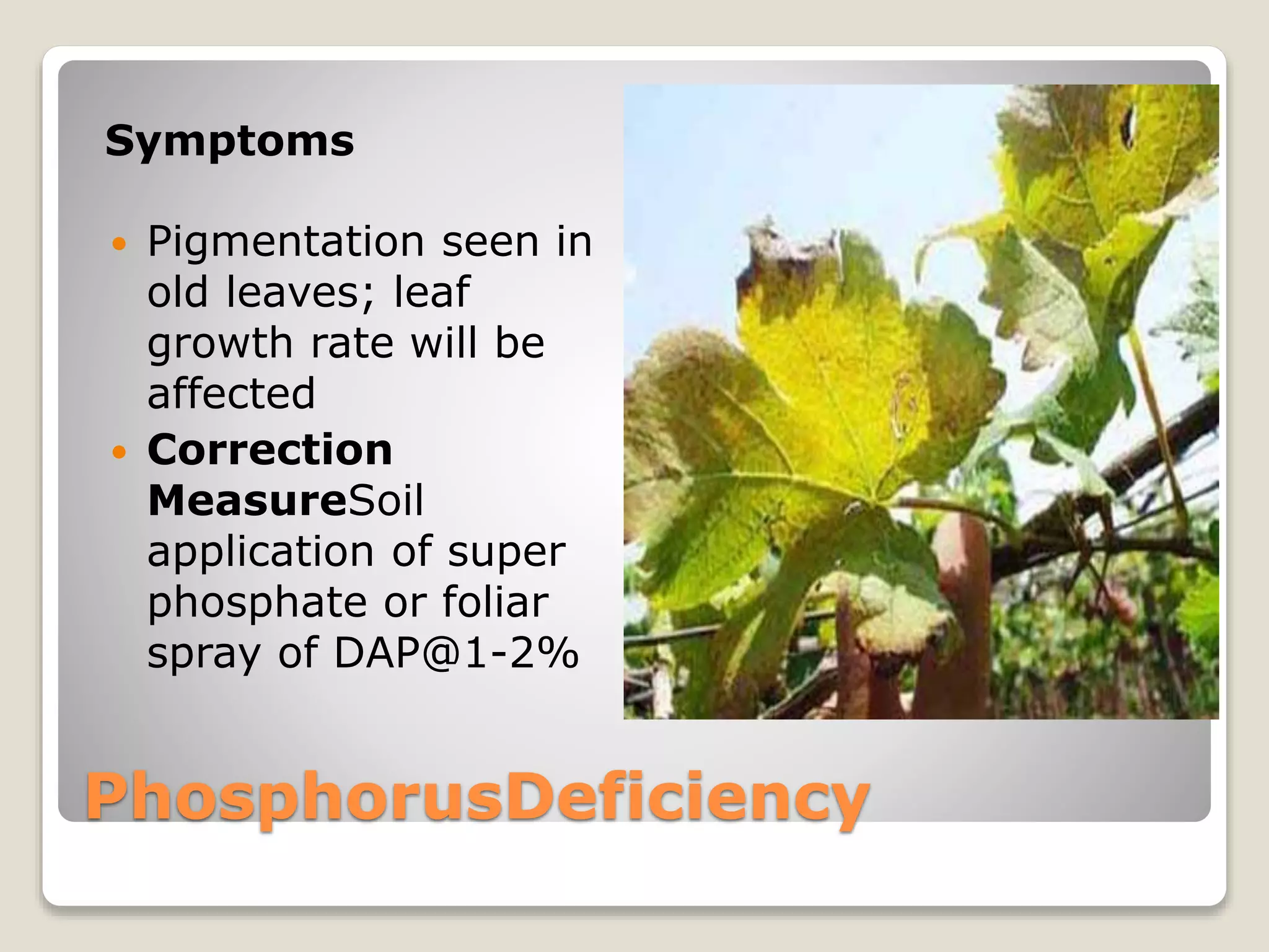 Grape vine physiological disorders A Lecture By Allah Dad Khan To FFS ...