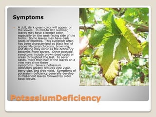 Grape vine physiological disorders A Lecture By Allah Dad Khan To FFS ...