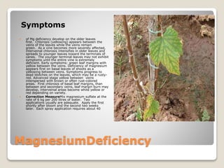 Grape vine physiological disorders A Lecture By Allah Dad Khan To FFS ...