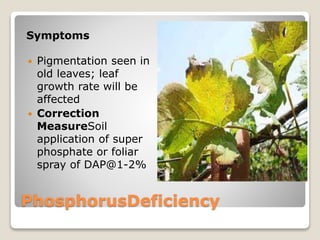 Grape vine physiological disorders A Lecture By Allah Dad Khan To FFS ...
