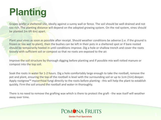 Grape Vines Growing Guide | PDF