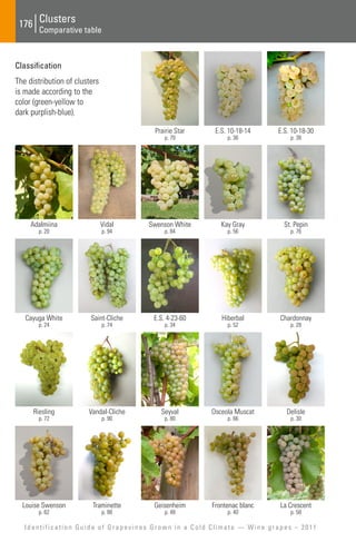 Identification guide of Grapevines Grown in a Cold Climate – Wine ...