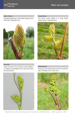 Identification guide of Grapevines Grown in a Cold Climate – Wine ...