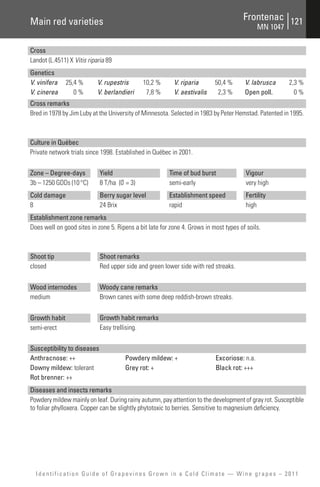 Identification guide of Grapevines Grown in a Cold Climate – Wine ...