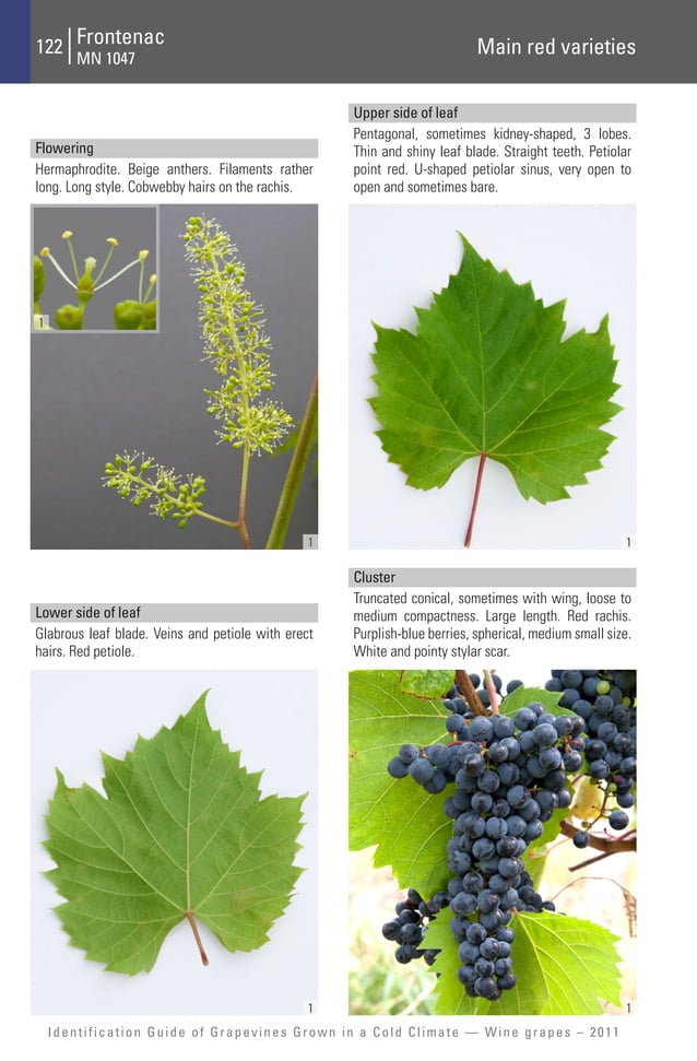Identification guide of Grapevines Grown in a Cold Climate – Wine ...