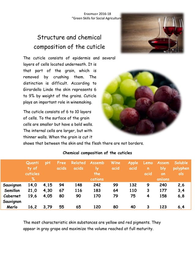 Grape | PDF