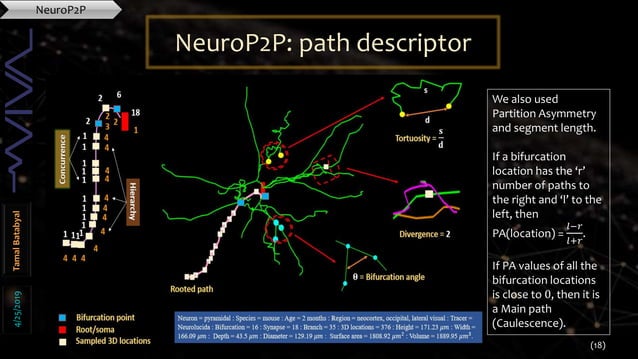 Graph theoretic neuromorphology | PPT
