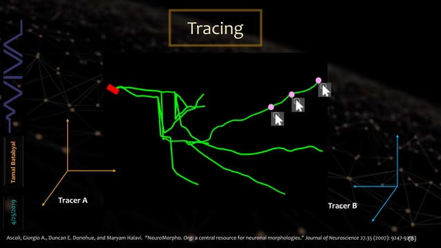 Graph theoretic neuromorphology | PPT
