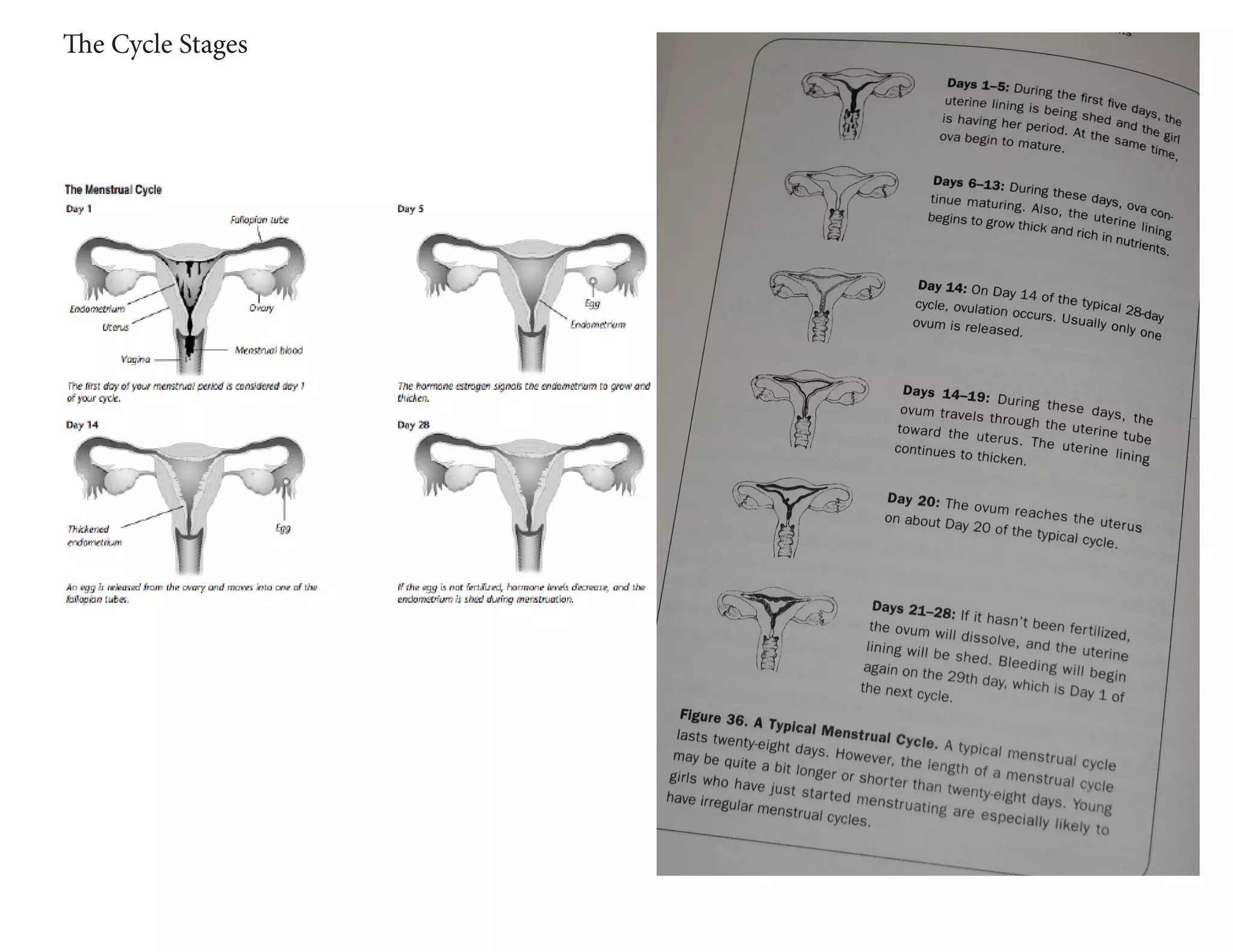 Graphic representation comparison safe | PDF