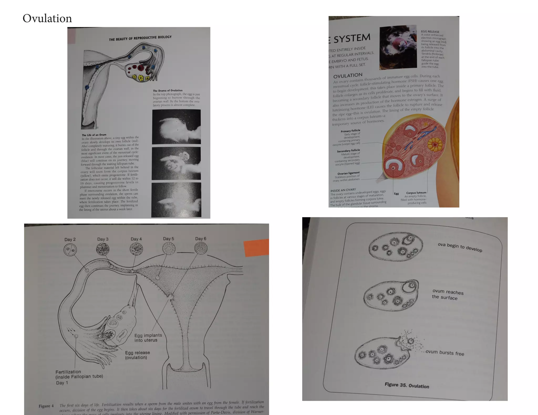 Graphic representation comparison safe | PDF