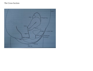 Graphic representation comparison safe | PDF