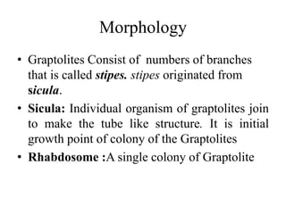 Graptolites | PPT