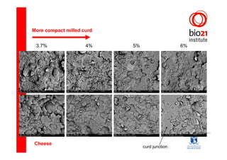 The Microstructure of Australian Cheddar Cheese and other Dairy ...