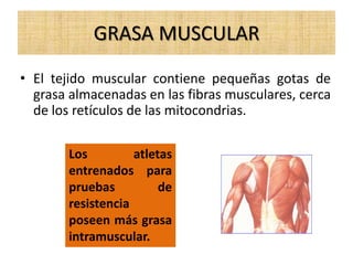 NEcesidades nutricionales de los atletas: Las grasas | PPTX