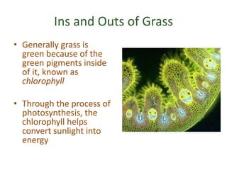 How does grass prevent soil erosion? | PPTX