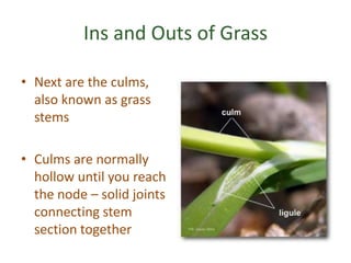How does grass prevent soil erosion? | PPT