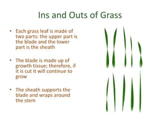 How does grass prevent soil erosion? | PPTX