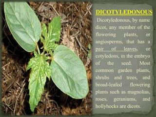 Grass land eco-system | PPT