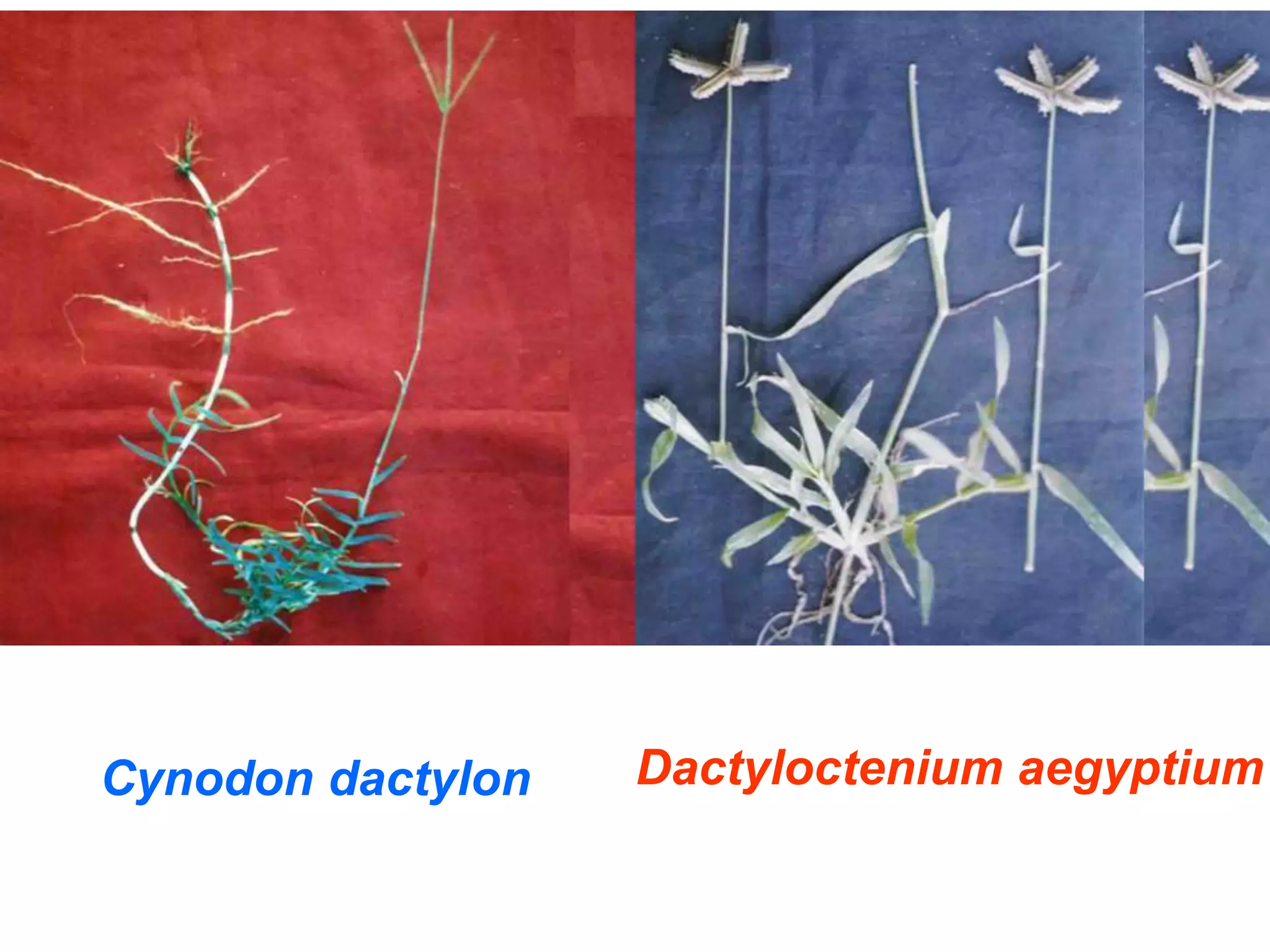 Grass-Weed.ppt