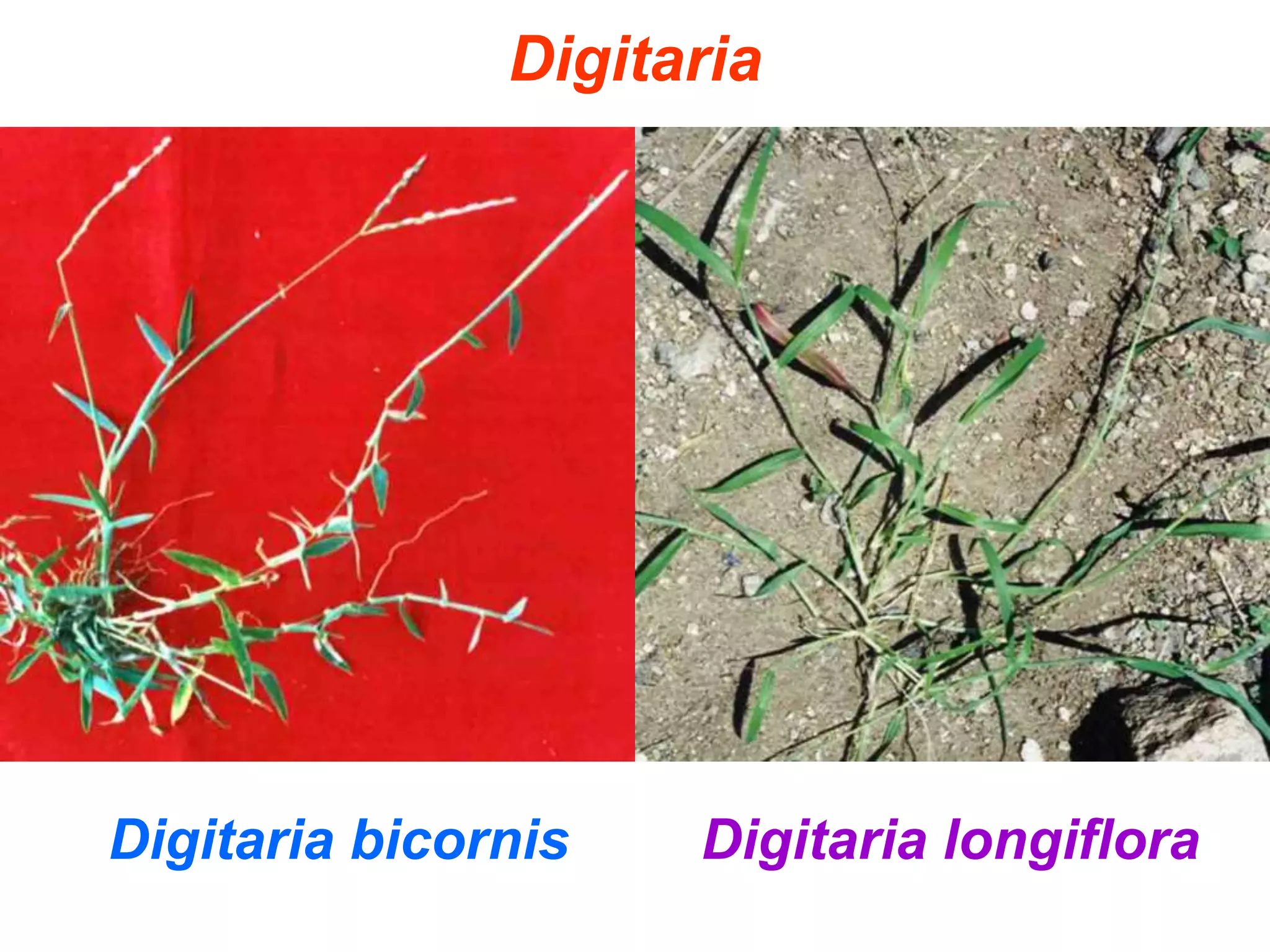 Grass-Weed.ppt
