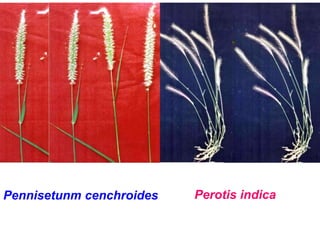 Grass-Weed.ppt