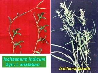 Grass-Weed.ppt