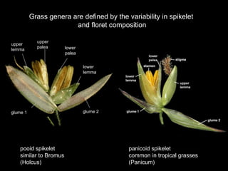 Grassbase: the data volume challenge | PPT