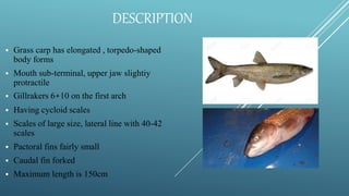 Grass carp | PPTX