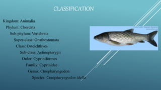 Grass Carp Diagram