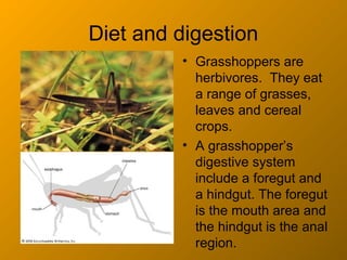 Grass hoppers1 | PPT