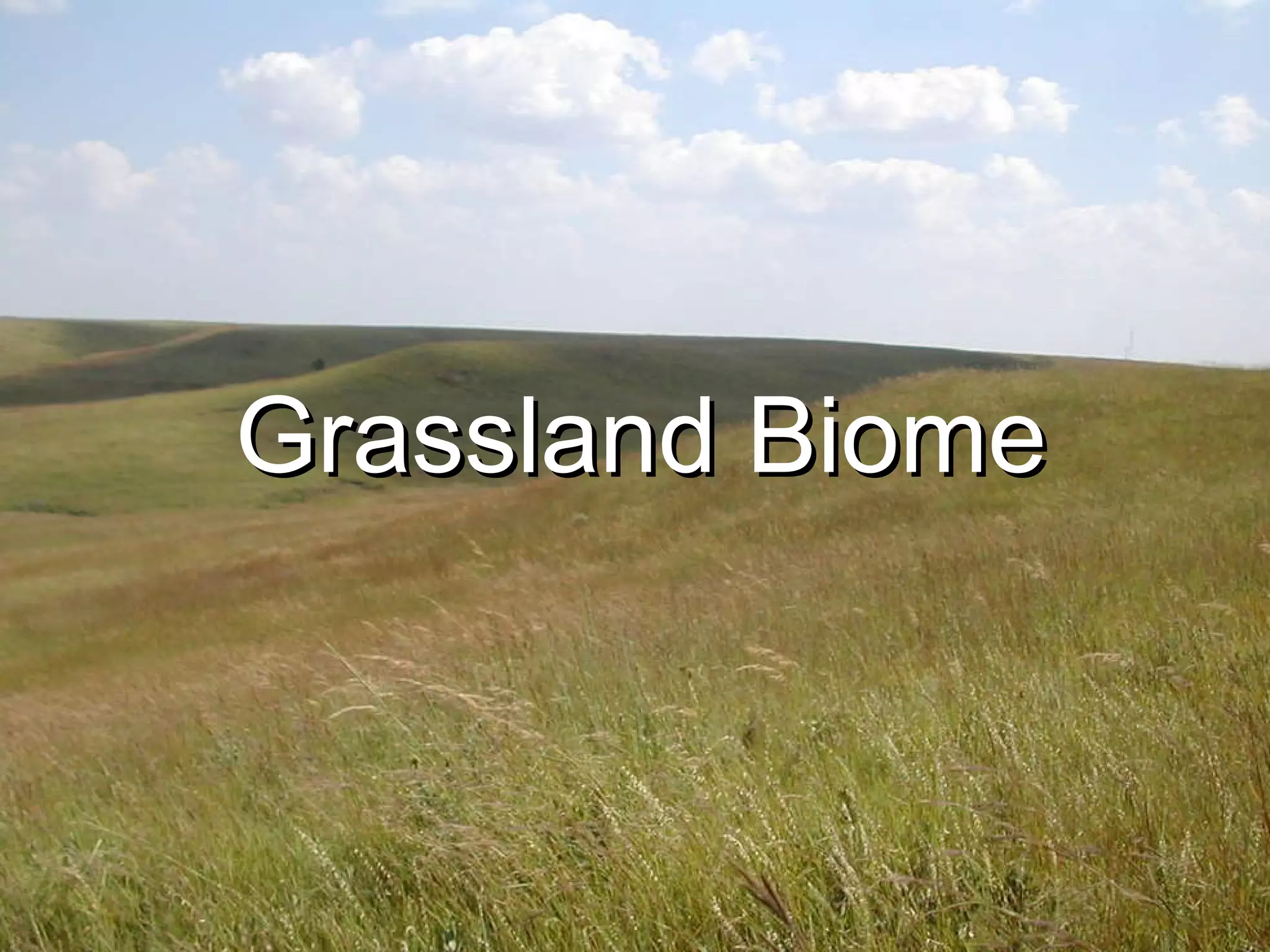 Grassland | PPT