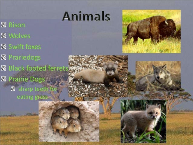 Grassland Animals Facts _ The Top 10 Grassland Animals – YAXN
