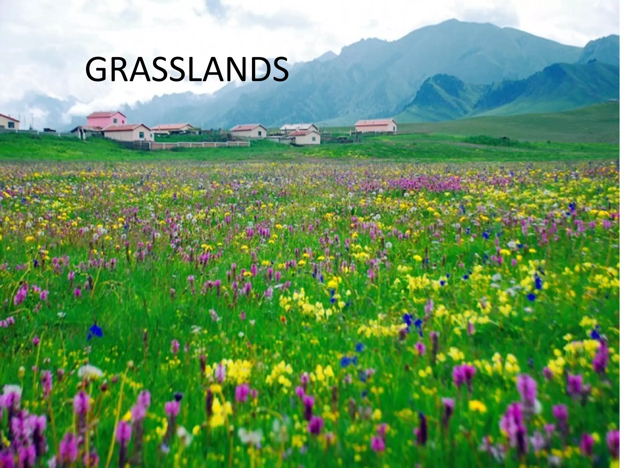Grassland | PPT