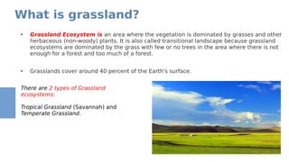 Grassland as an ecosystem | PDF