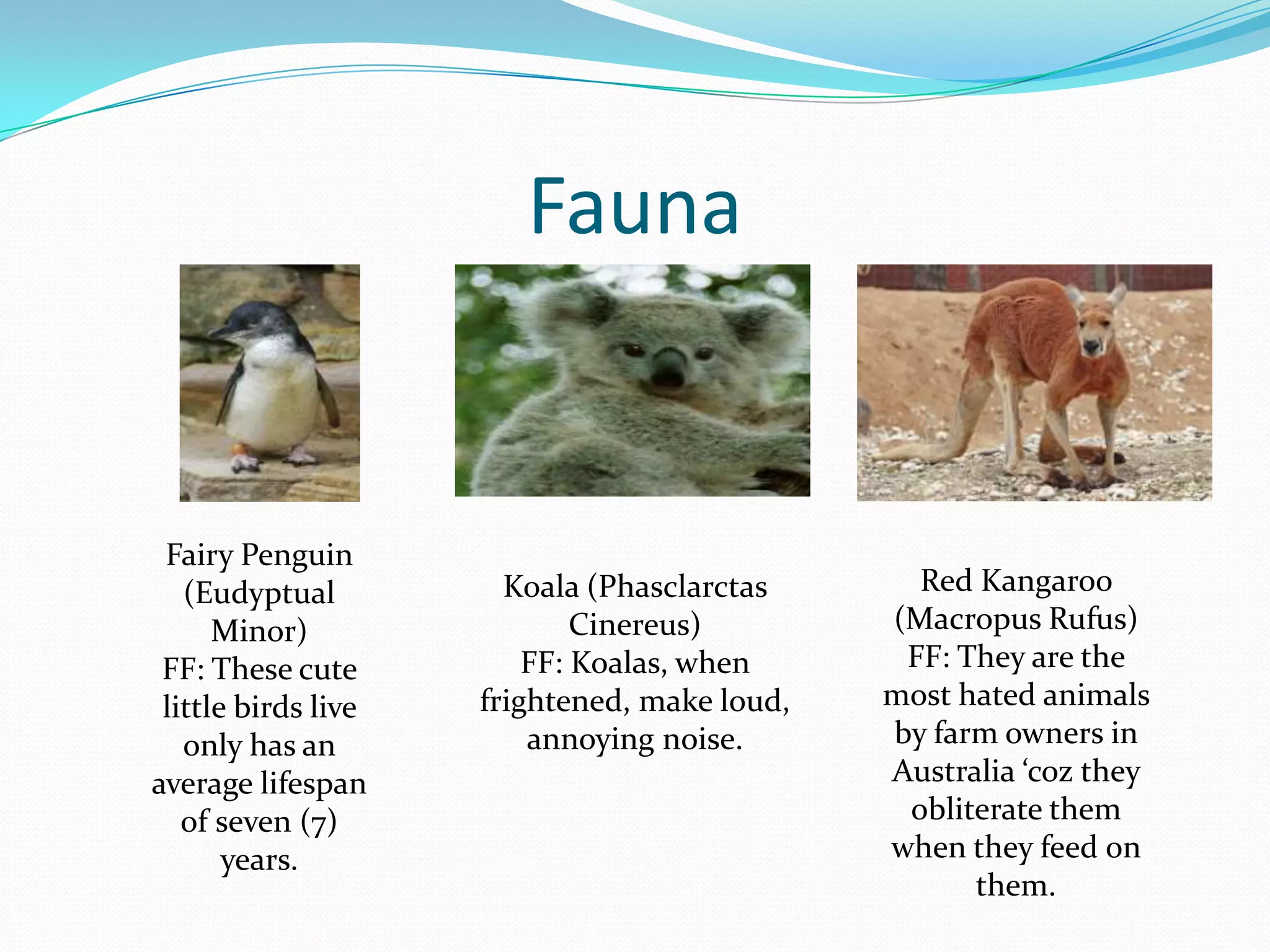 Grassland biome | PPTX | Australia and Oceania Travel | Travel Locations